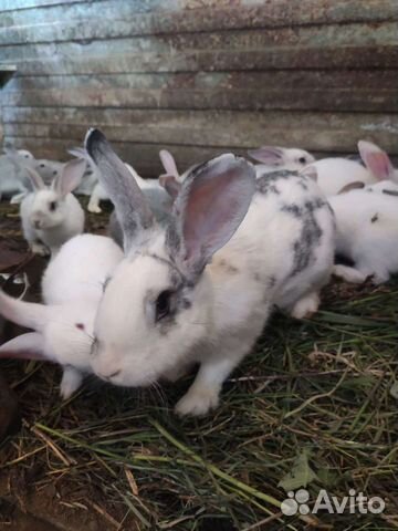 Крольчихи, крольчата, кролики
