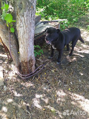Отдам в хорошие руки сторожевую собаку бесплатно 4