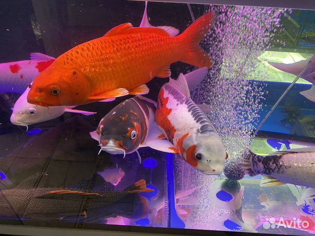 Японские Карпы Кои размер 45 +