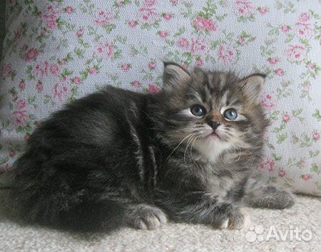 Сибирские рыжие и черепаховый котята