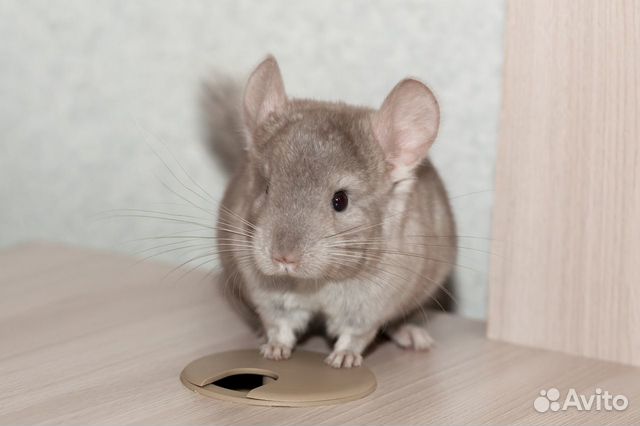 Шиншилла девочка