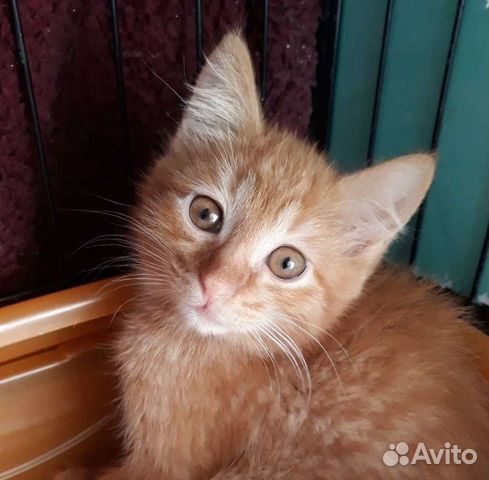 Котик Рыжик 1,5 месяца
