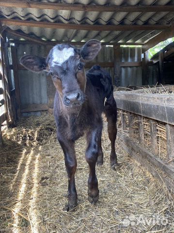 Тёлка 1 месяц