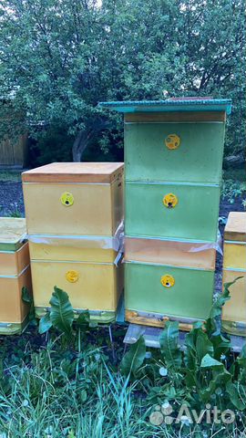 Пчелосемьи