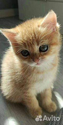 Котята золотая шиншилла