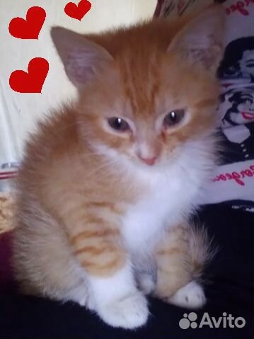 Замечательный рыжик ищет дом и семью