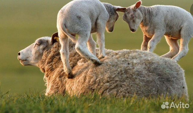 Ягнята барашки