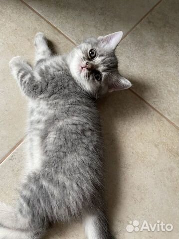 Шотландская кошка