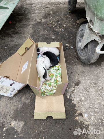 Котята