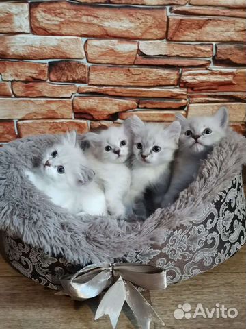 Котята Невские маскарадные