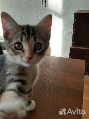 Ищу тёплые, добрые руки