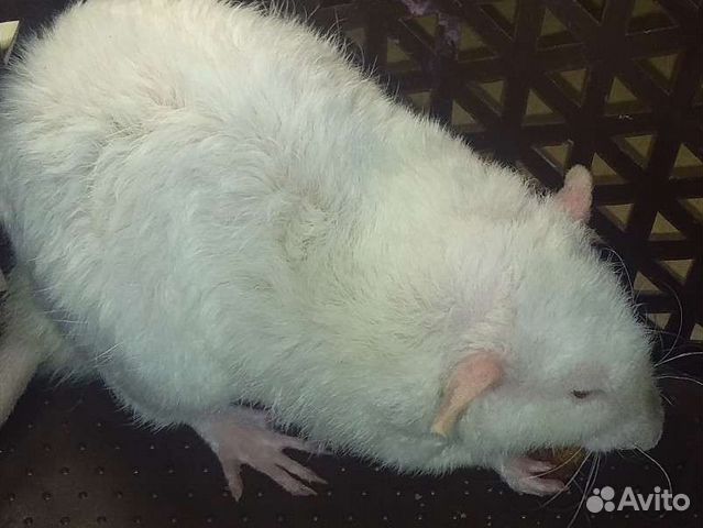 Крыса сфинкс бра