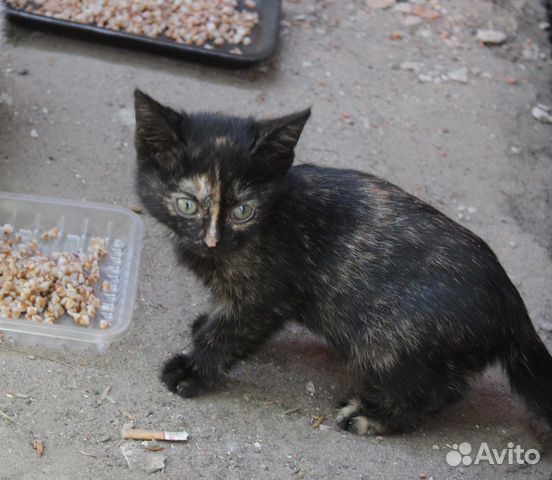 Котенок уникального окраса