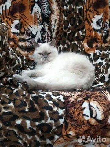 Британская кошечка