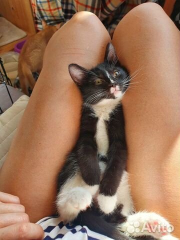 Смелый брюсли ищет дом