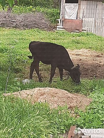 Лошадь и телёнок