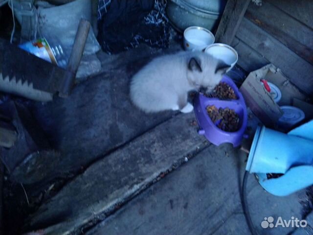 Сиамские котята от крысаловки