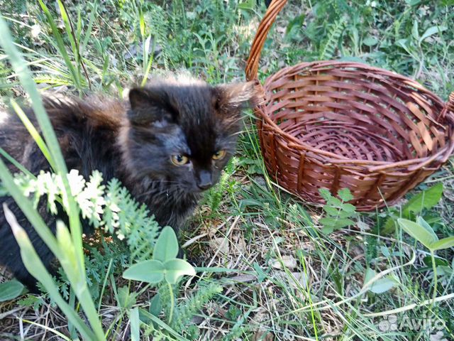 Котята в добрые руки бесплатно