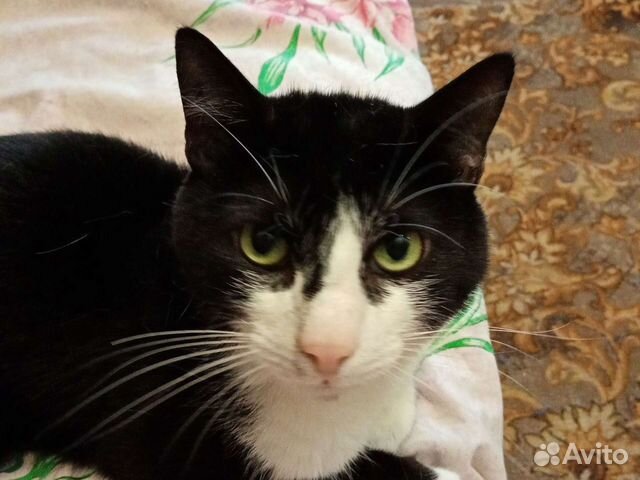 Кот Филип