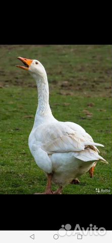 Гуси, утки, индейка живой вес