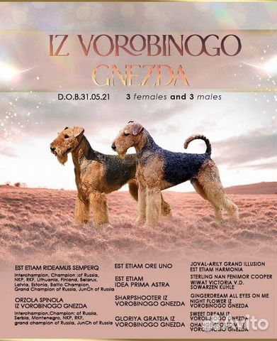 Щенки эрдельтерьера