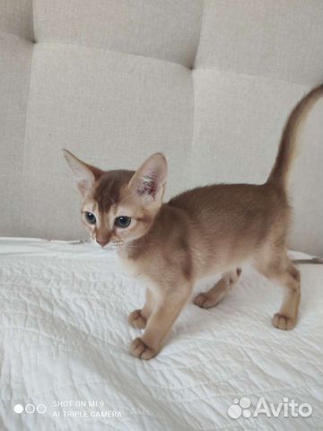 Абиссинские котята с документами