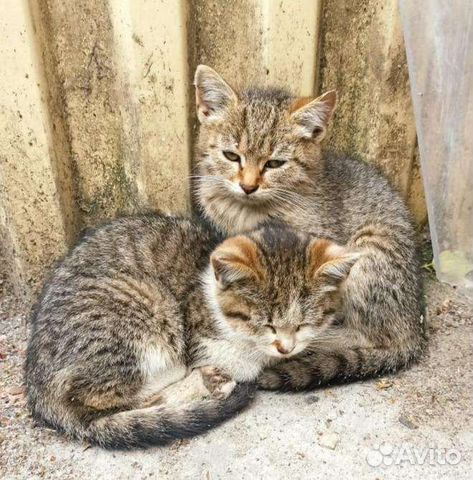 Котята остались без мамы. В дар