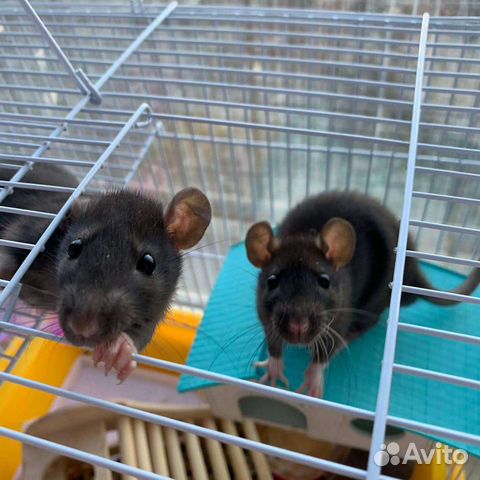 Продаю крыс мальчиков с большой клеткой