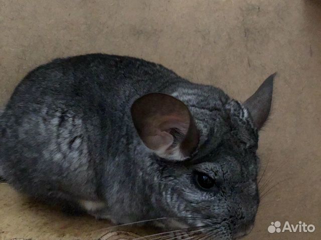 Шиншилла