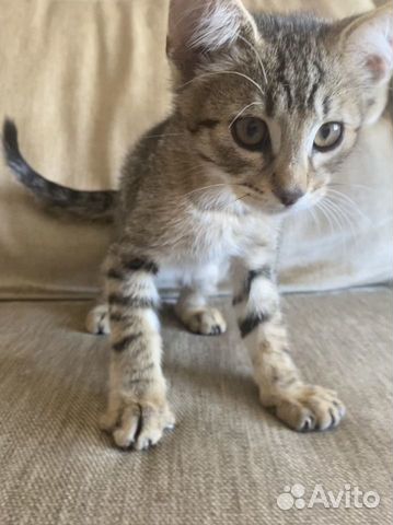 Воспитанные котята, приучены к лотку