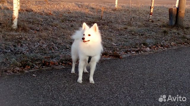 Немецкий средний шпиц девочка ищет жениха своей же