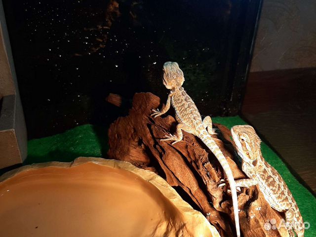 Бородатая агама