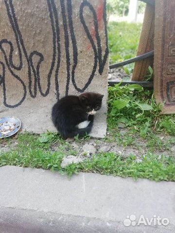 Котята в добрые руки бесплатно