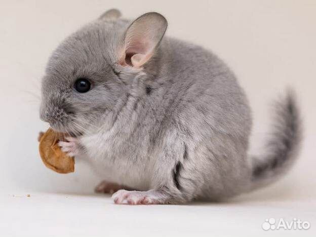 Шиншиллята шинлиллы ручные