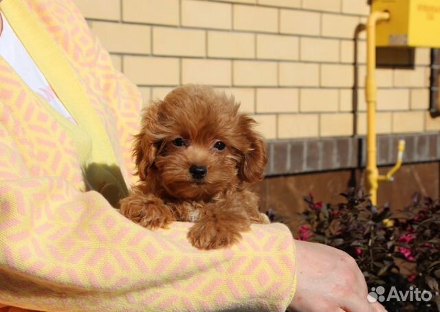 Очаровательная девочка Мальтипу