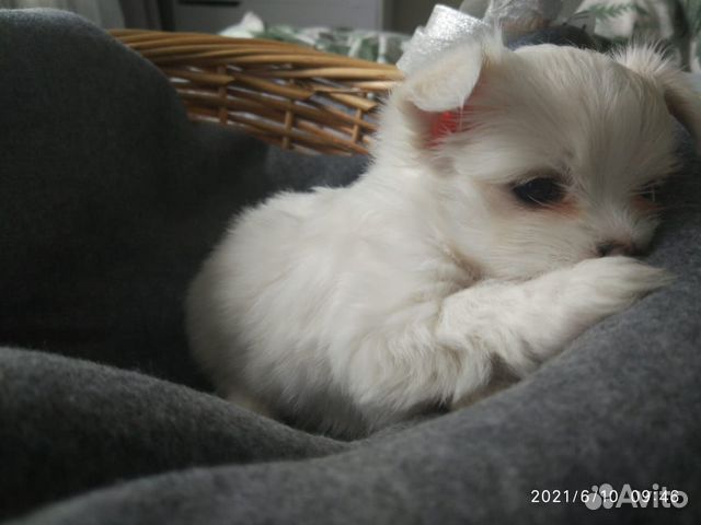 Щенки мальтезе (мальтийская болонка) мини