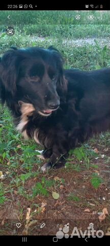 Маша ищет дом