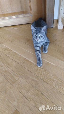 Отдам кота 5 мес