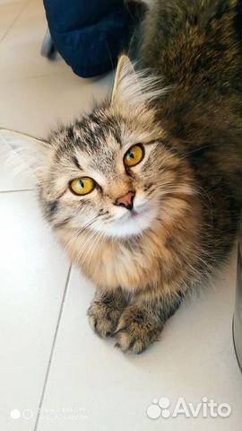 Кошка в добрые руки бесплатно