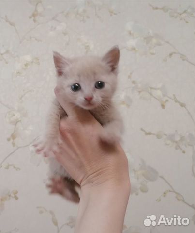 Кошки в добрые руки бесплатно