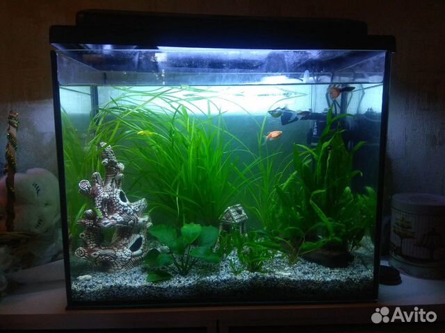 Аквариум 50 литров "под ключ" на гарантии