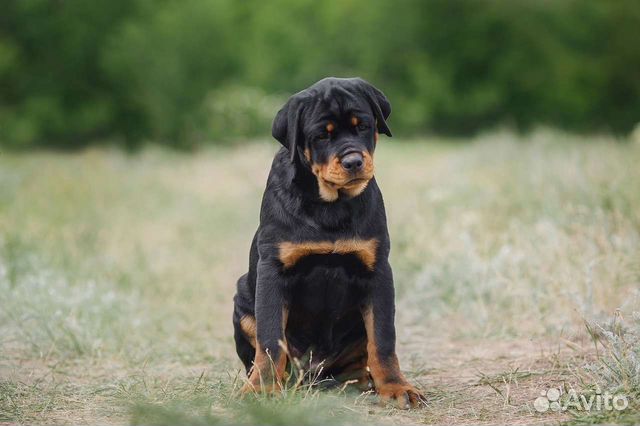 Щенки ротвейлера
