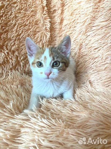 Очаровательные котята