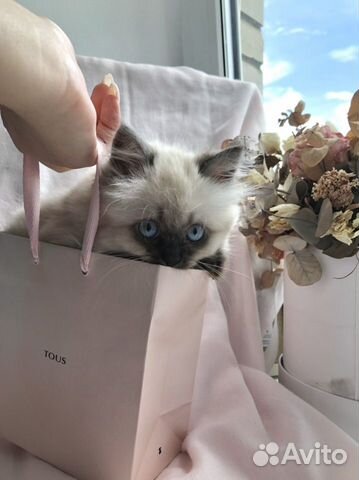 Пушистый котенок ждет новых хозяев