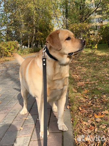 Кобель Лабрадора вязка