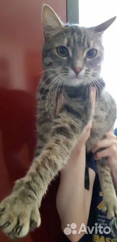 Молодая кошечка Маруся