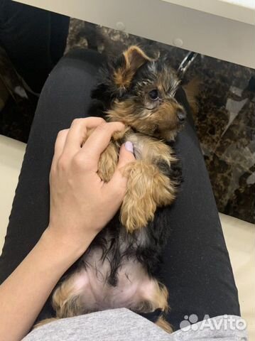 Продаются йорики :)