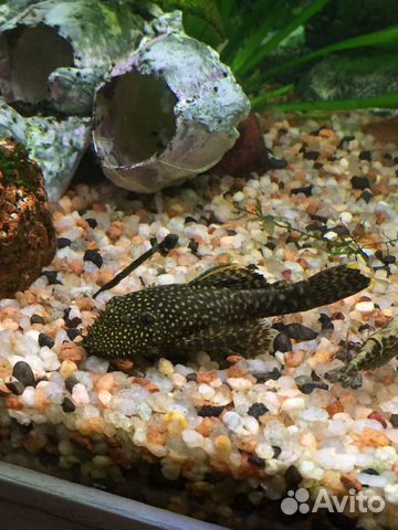 Мальки анцитруса