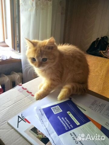 Продаю котят