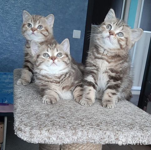 Британские котята